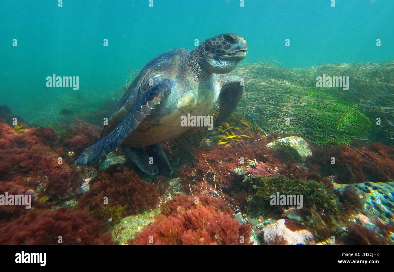 San Diego, California, USA. 20th Oct, 2021. An East Pacific green sea ...