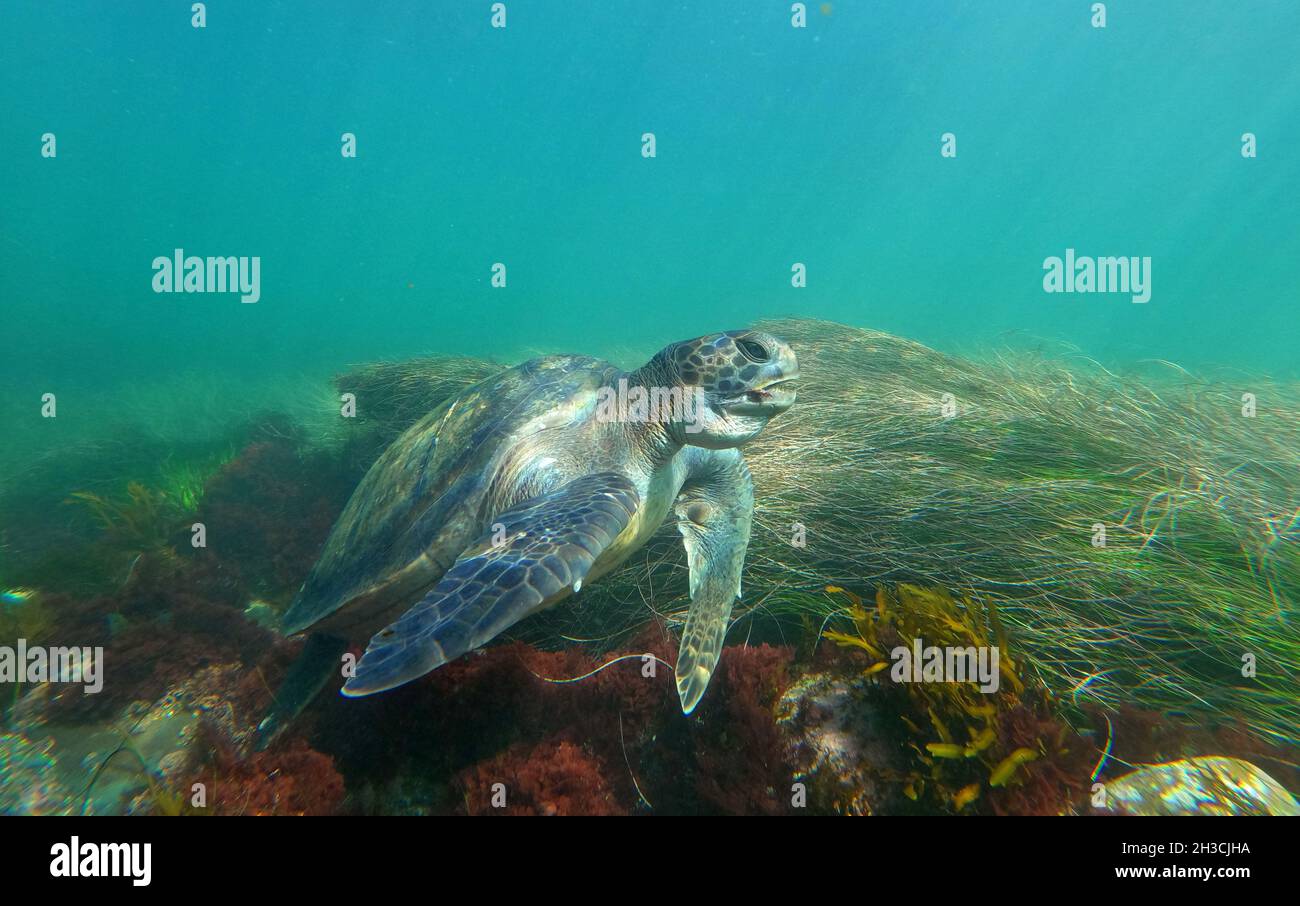 San Diego, California, USA. 20th Oct, 2021. An East Pacific green sea ...
