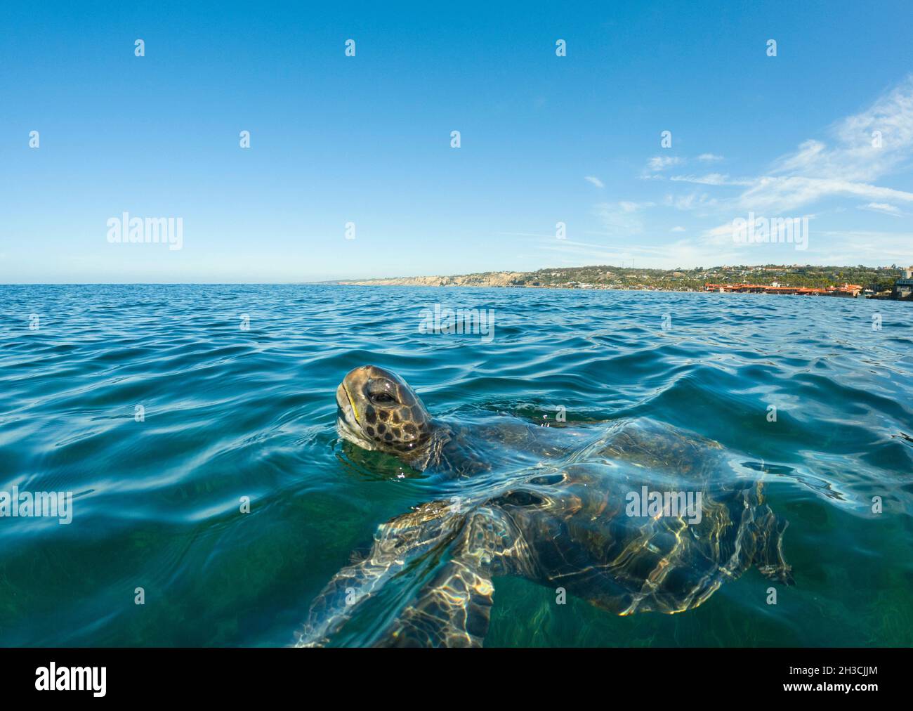 San Diego, California, USA. 20th Oct, 2021. An East Pacific green sea ...
