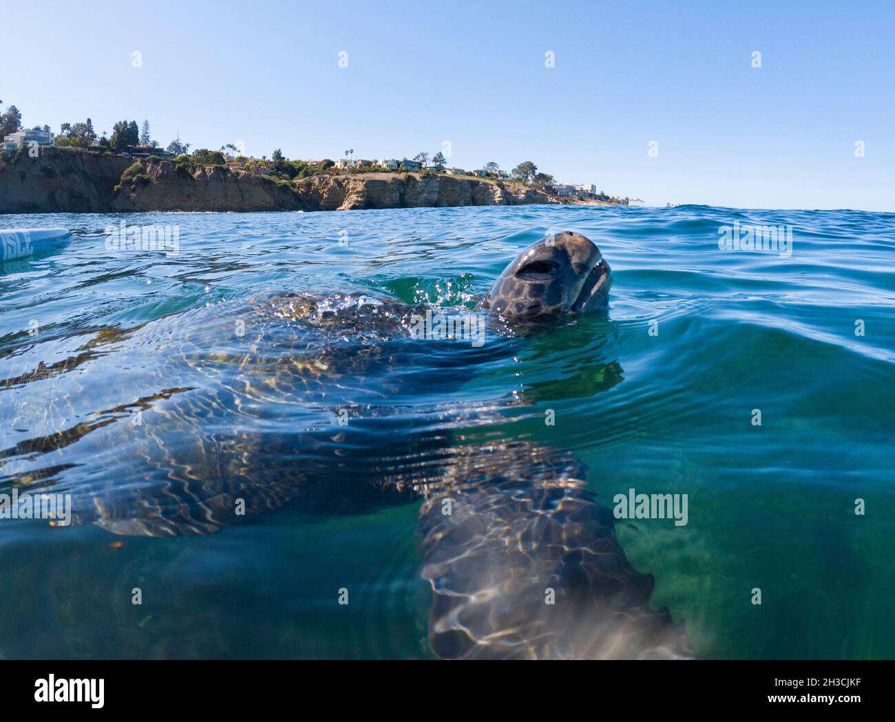 San Diego, California, USA. 20th Oct, 2021. An East Pacific green sea ...