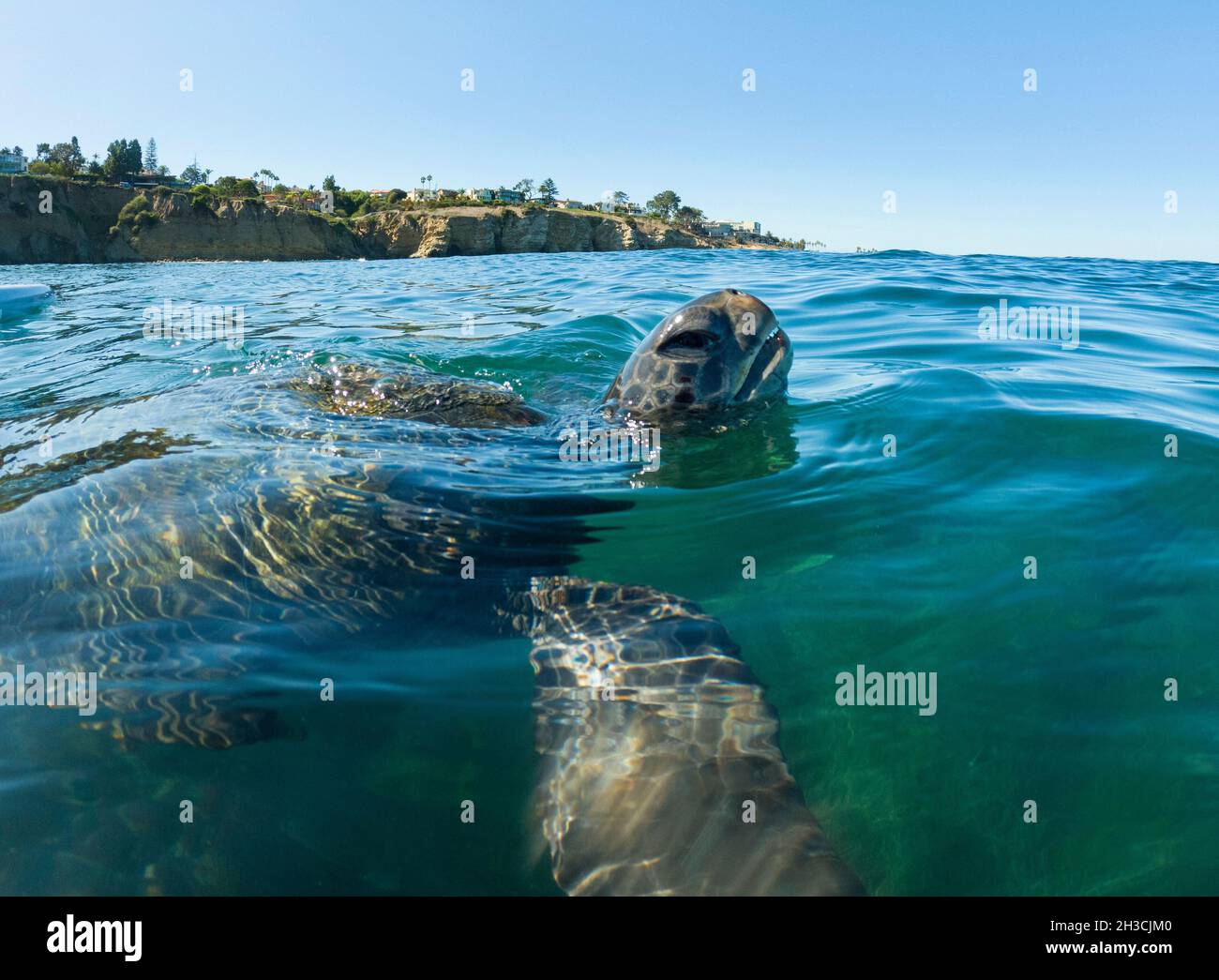 San Diego, California, USA. 20th Oct, 2021. An East Pacific green sea ...