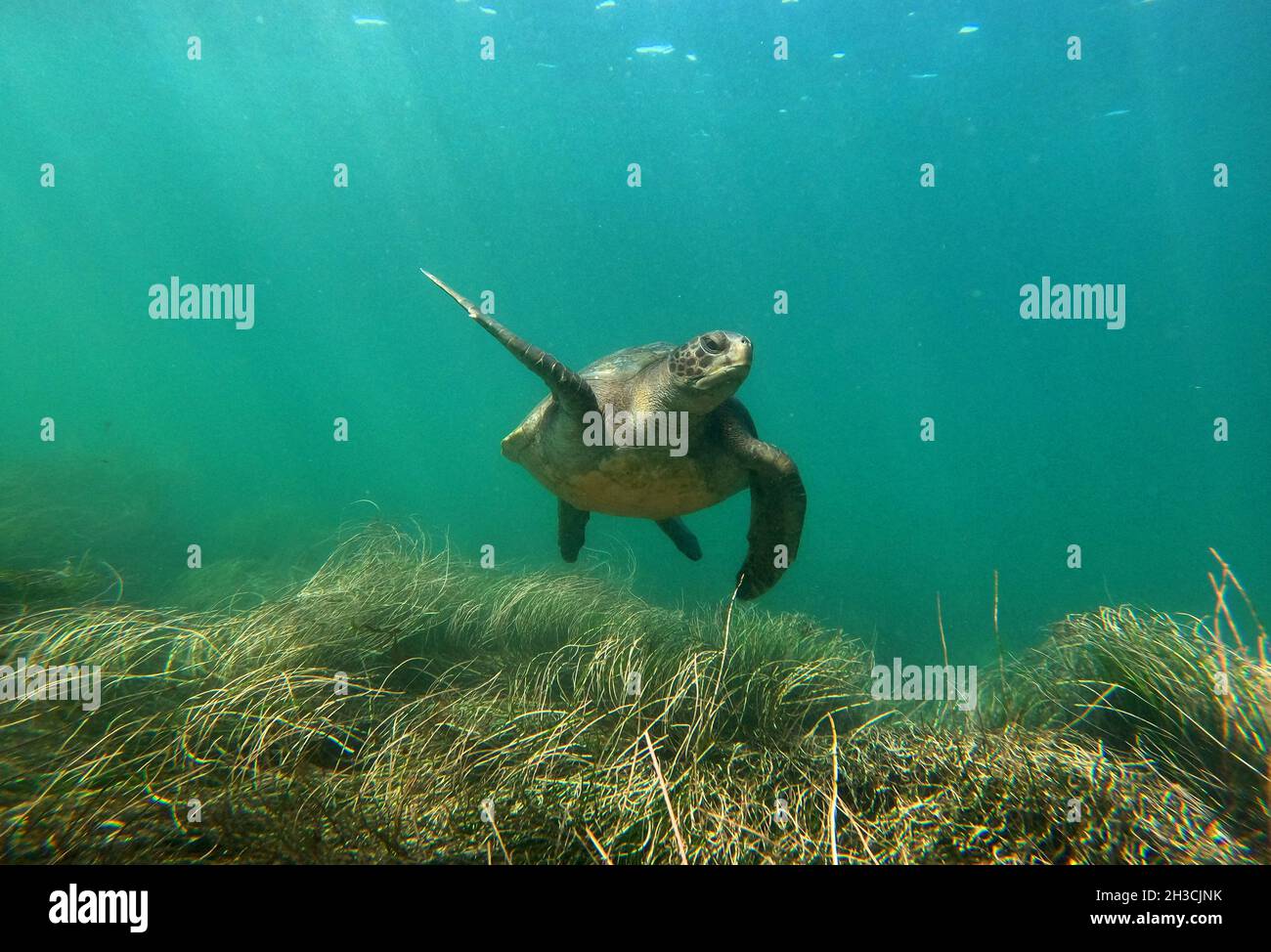 San Diego, California, USA. 20th Oct, 2021. An East Pacific green sea ...