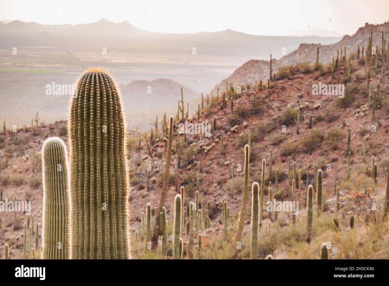 Hiking in Saguaro National Park, Tucson, AZ. Home to the USA's largest ...