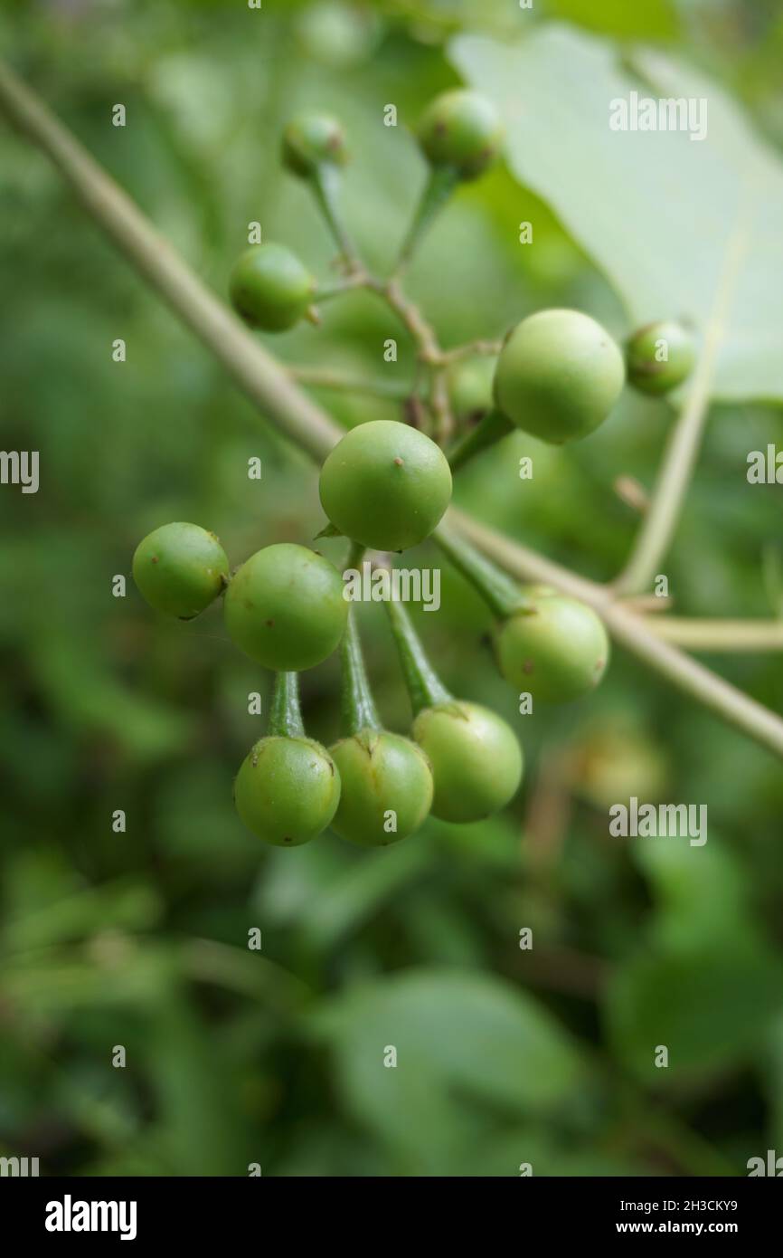 Zamorette hi-res stock photography and images - Alamy