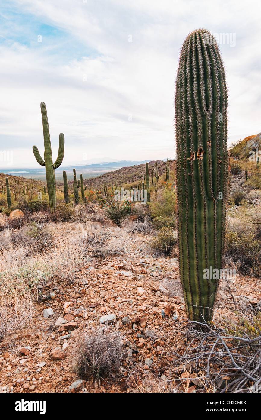 Hiking in Saguaro National Park, Tucson, AZ. Home to the USA's largest ...