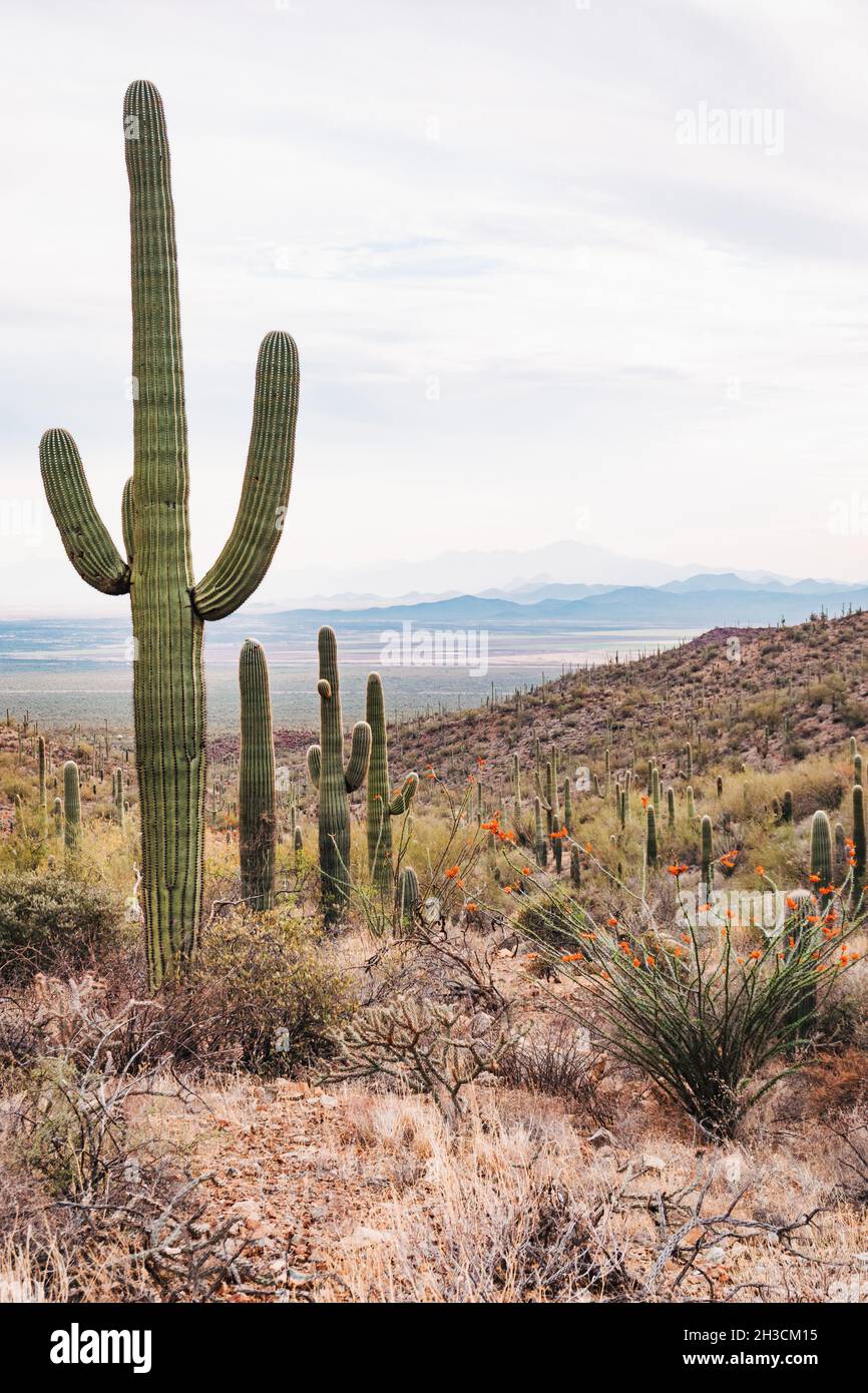 Hiking in Saguaro National Park, Tucson, AZ. Home to the USA's largest ...