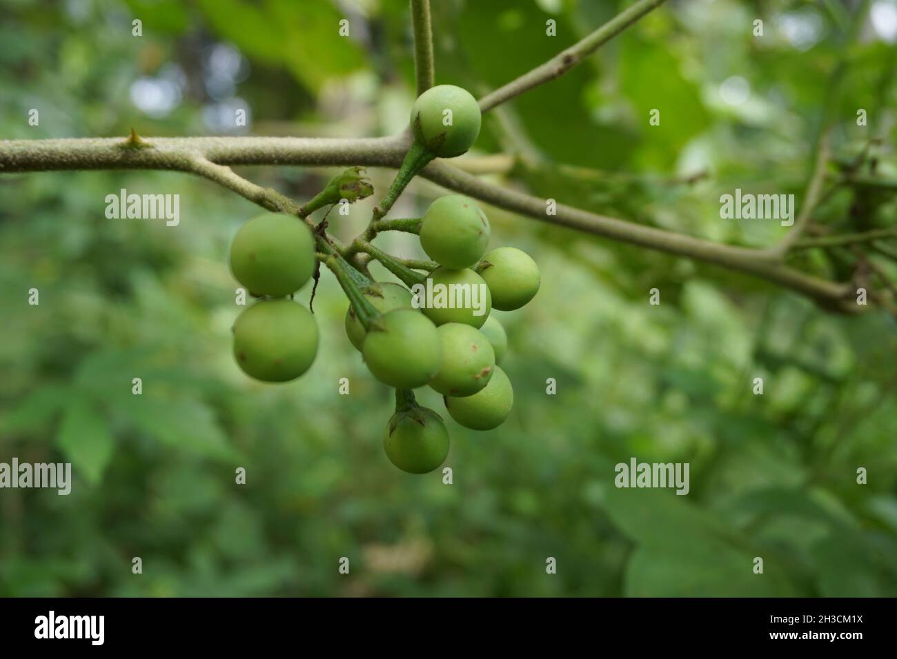 Solanum torvum still life hi-res stock photography and images - Alamy
