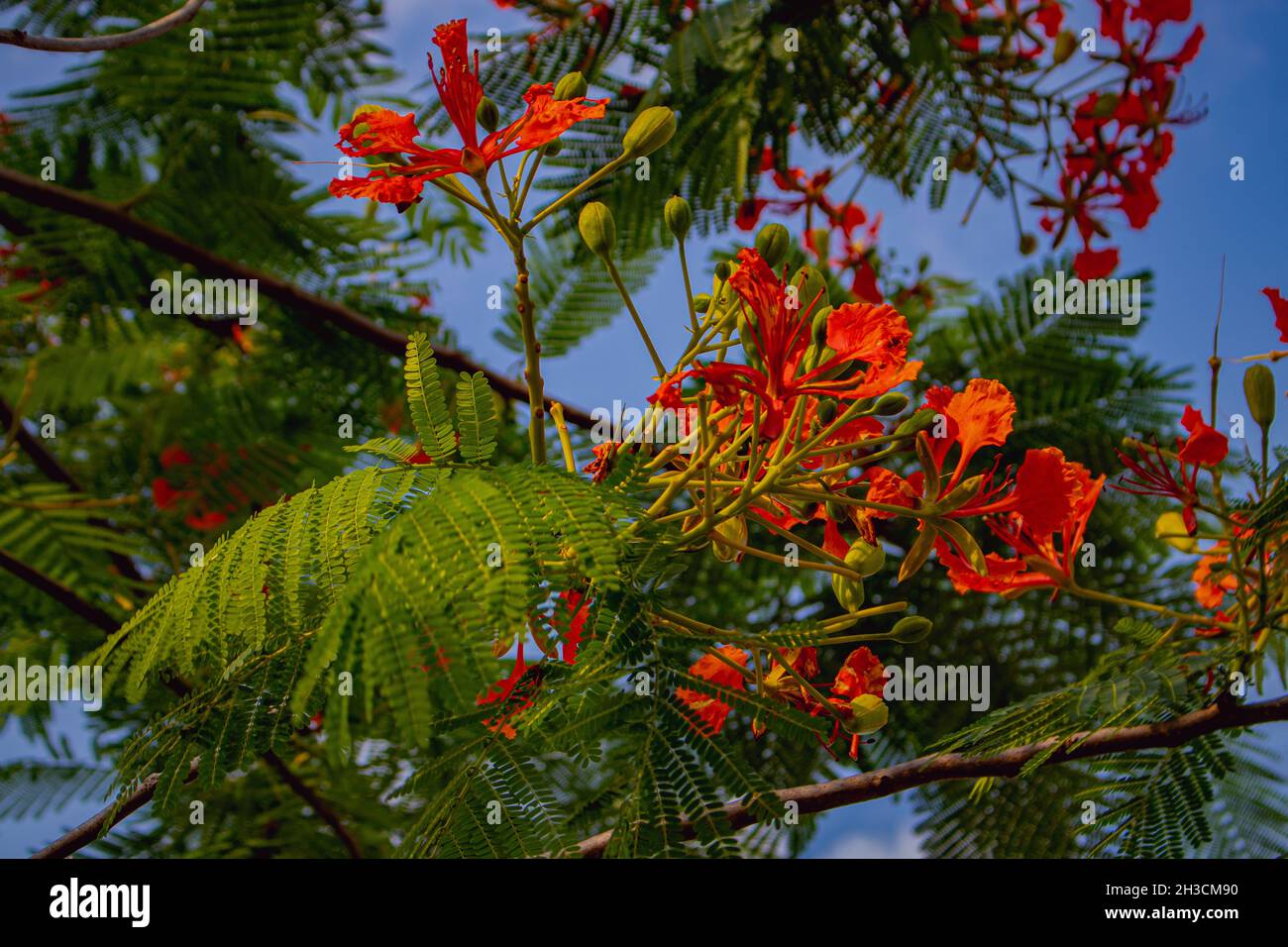 Beautiful Red Caesalpinia pulcherrima Peacock flowers on tree with ...