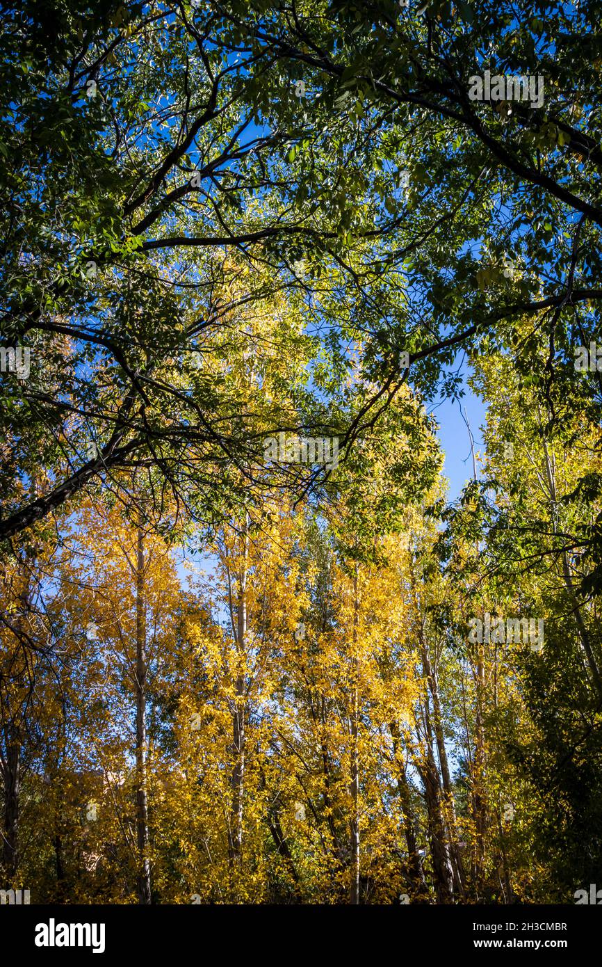 Tall yellow trees partially covered by green deciduous trees Stock ...