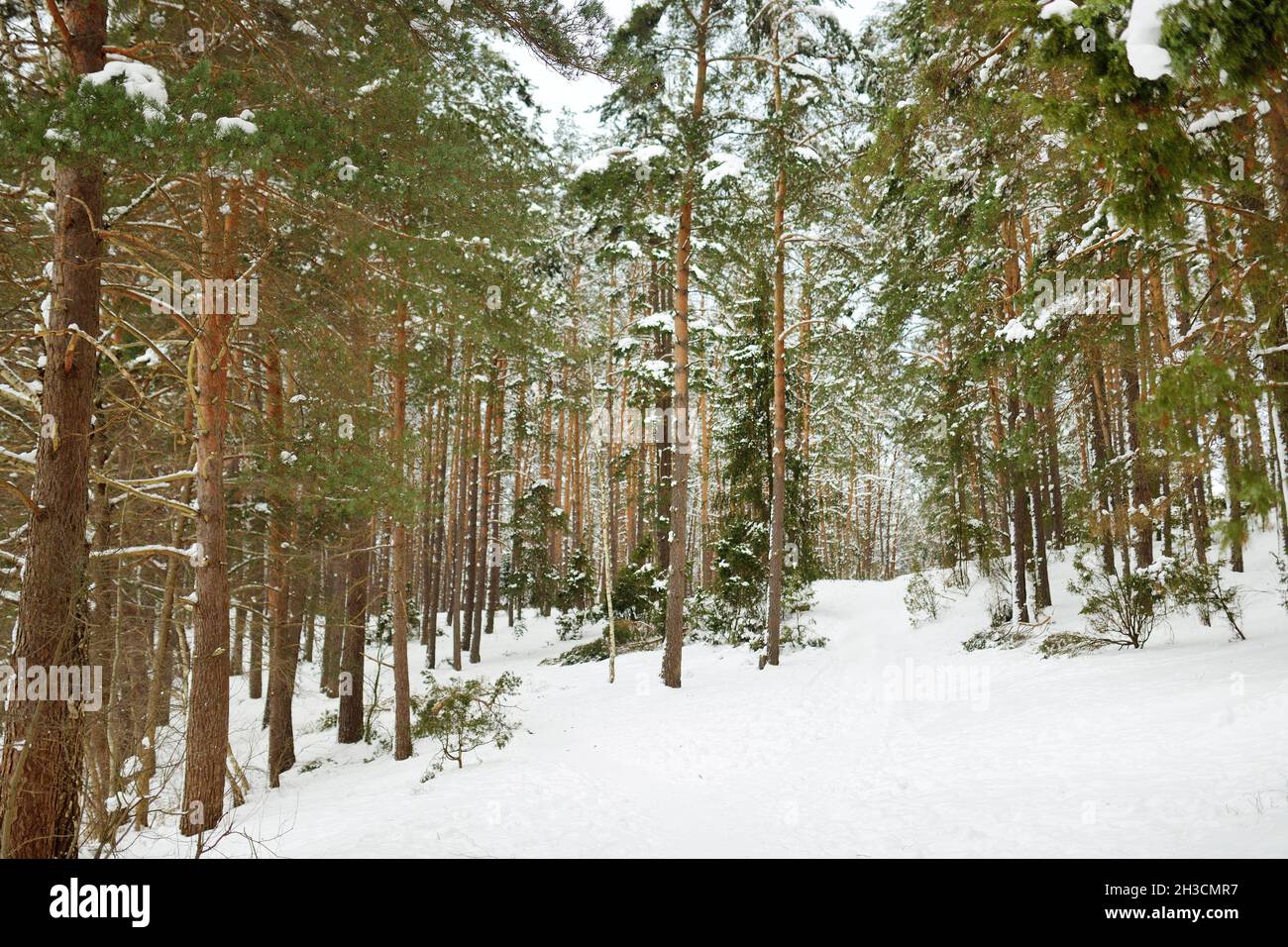 Beautiful view of snow covered forest. Rime ice and hoar frost covering ...