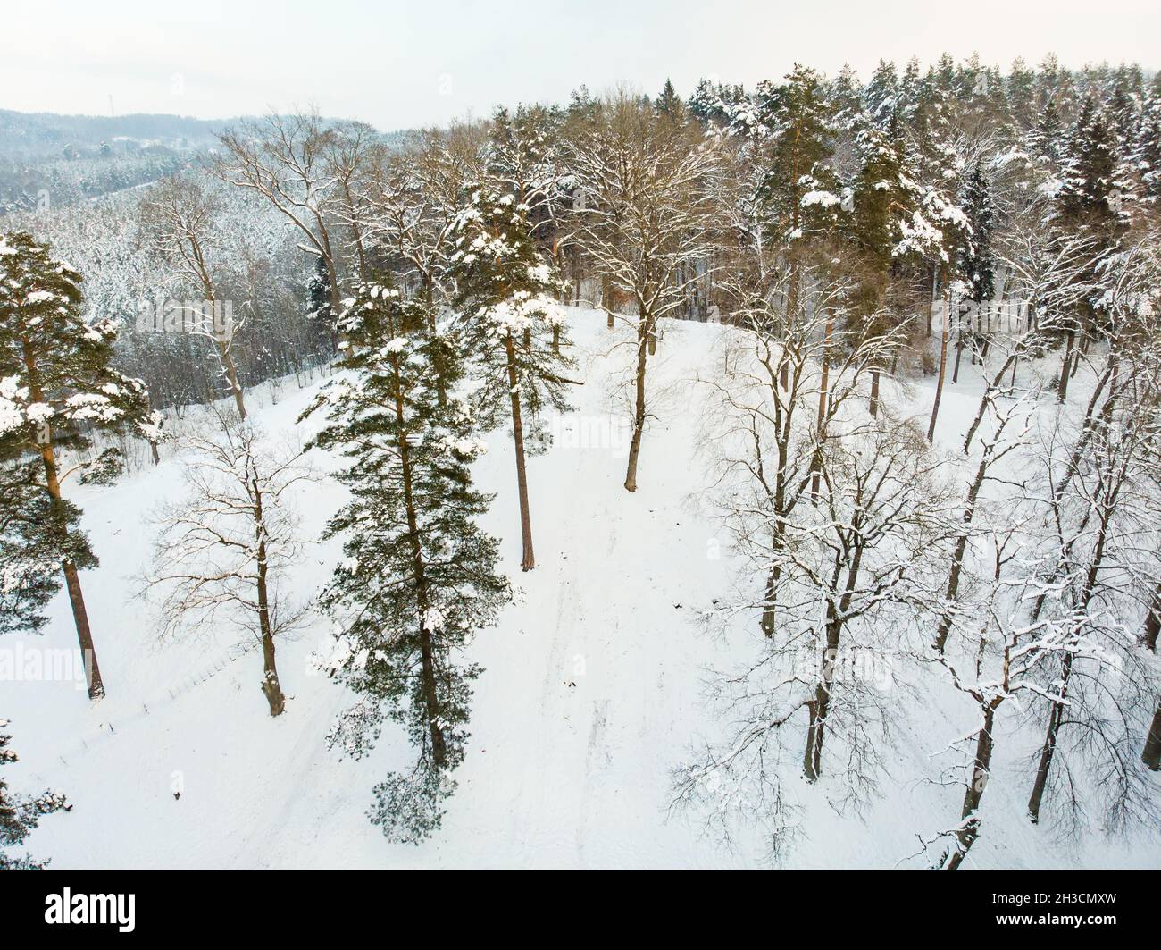 Beautiful aerial view of snow covered pine forests. Rime ice and hoar ...