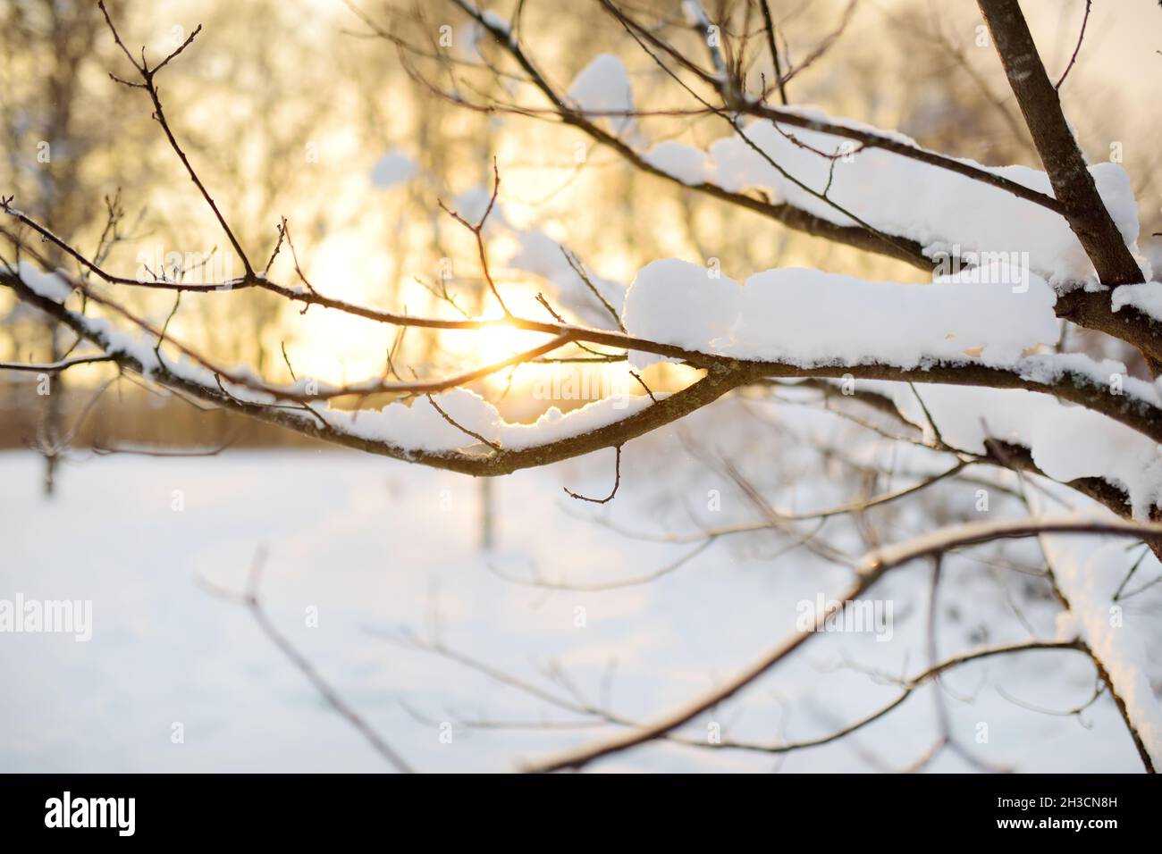 Beautiful view of snow covered forest. Rime ice and hoar frost covering ...