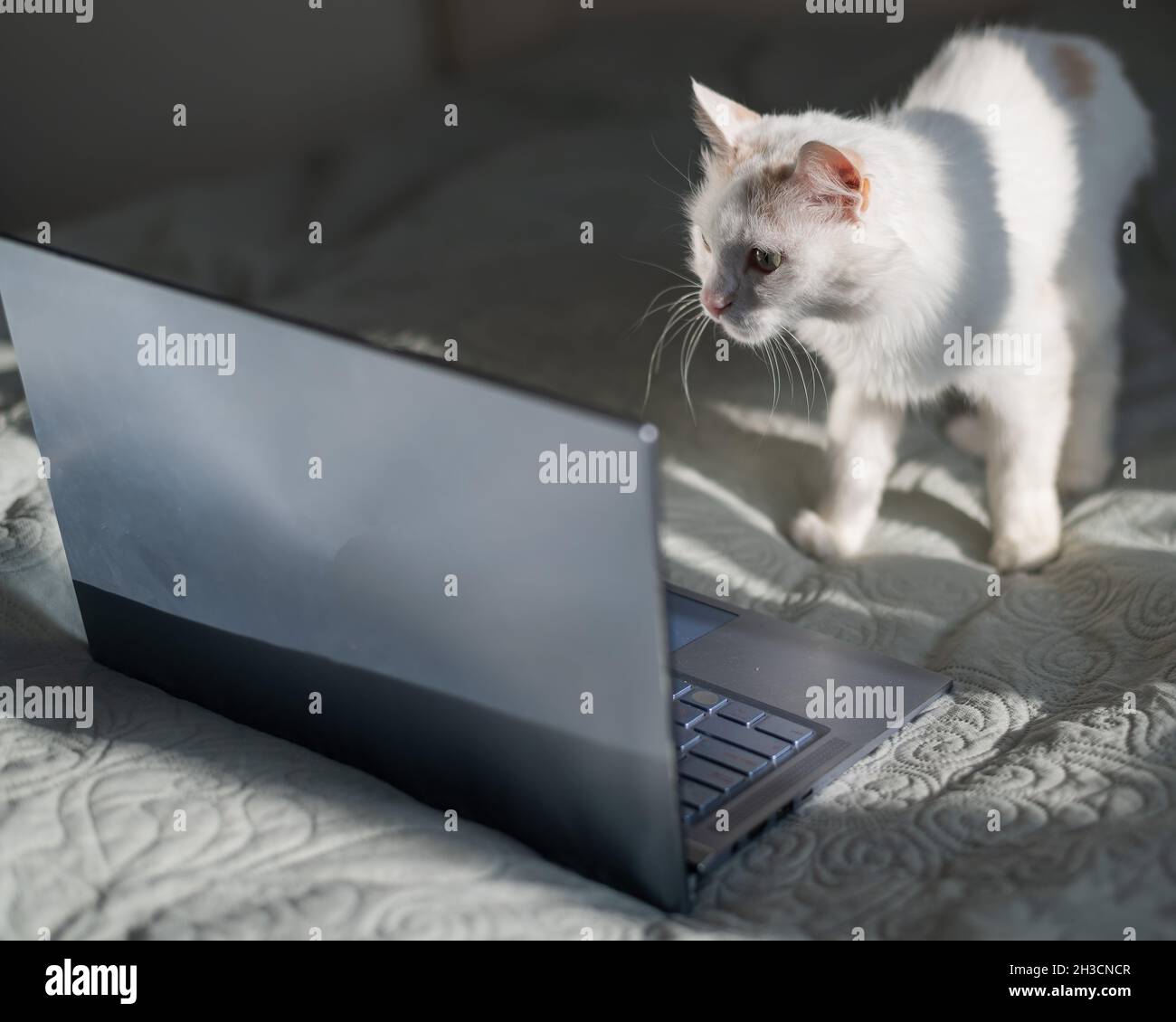 Computer cat bed hi-res stock photography and images - Alamy