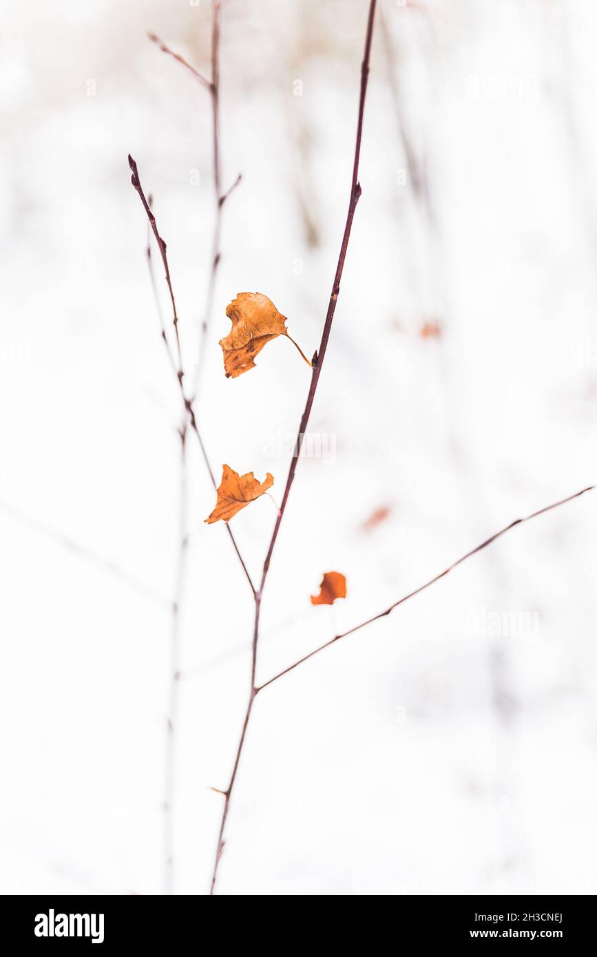 Winter Views in Vail, Colorado Stock Photo - Alamy