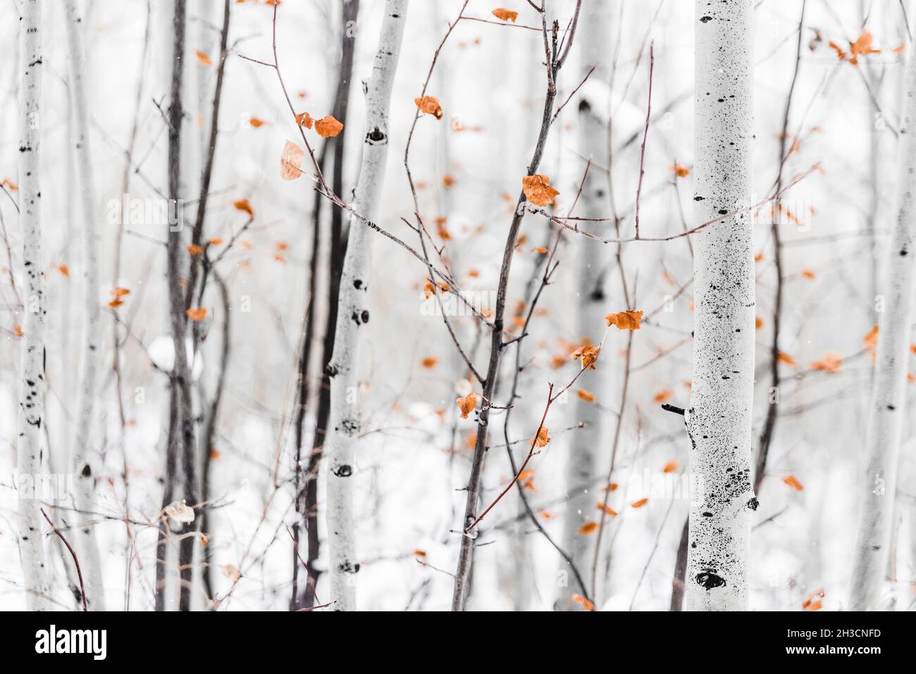 Winter Views in Vail, Colorado Stock Photo - Alamy
