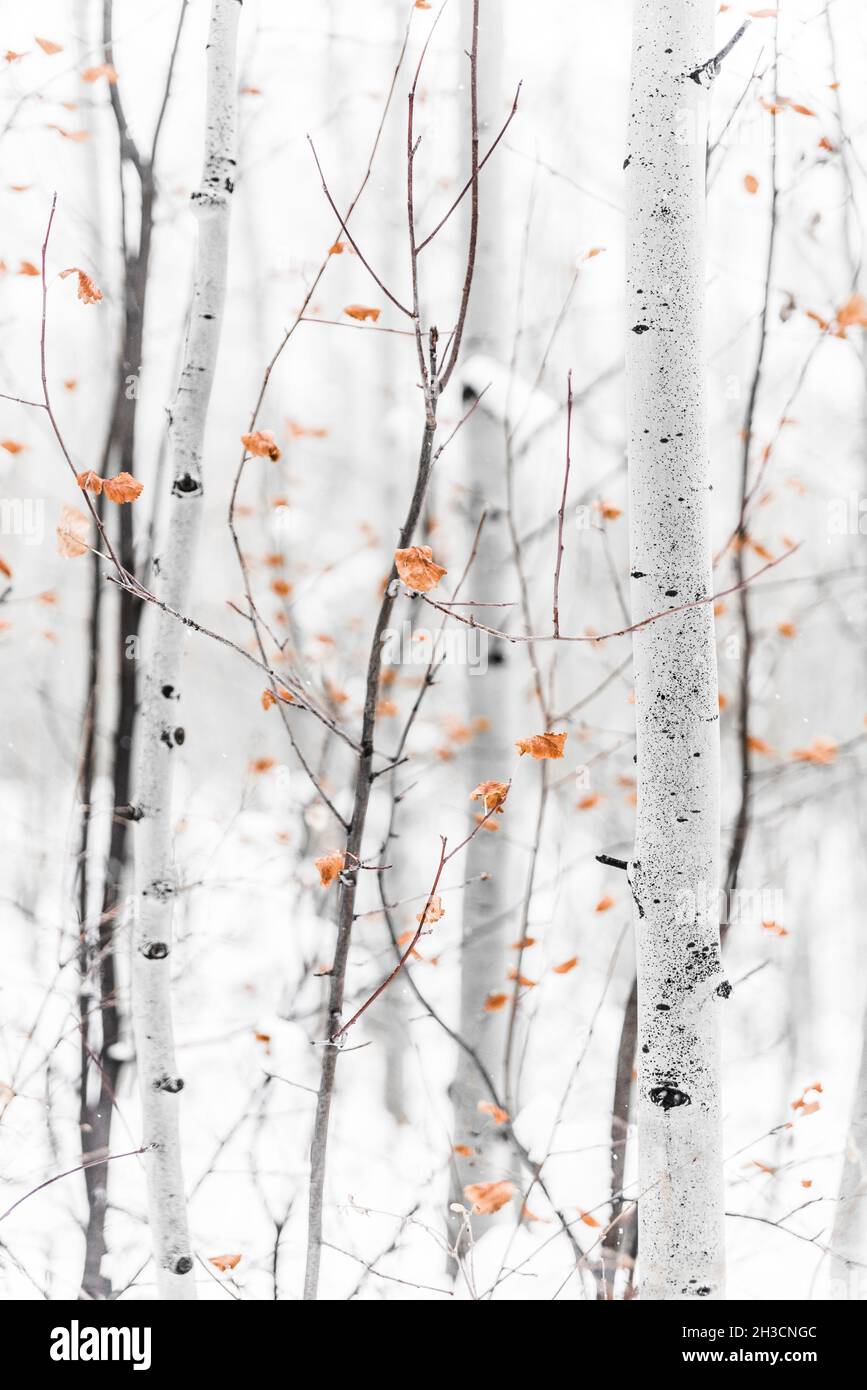 Vail holidays hi-res stock photography and images - Alamy