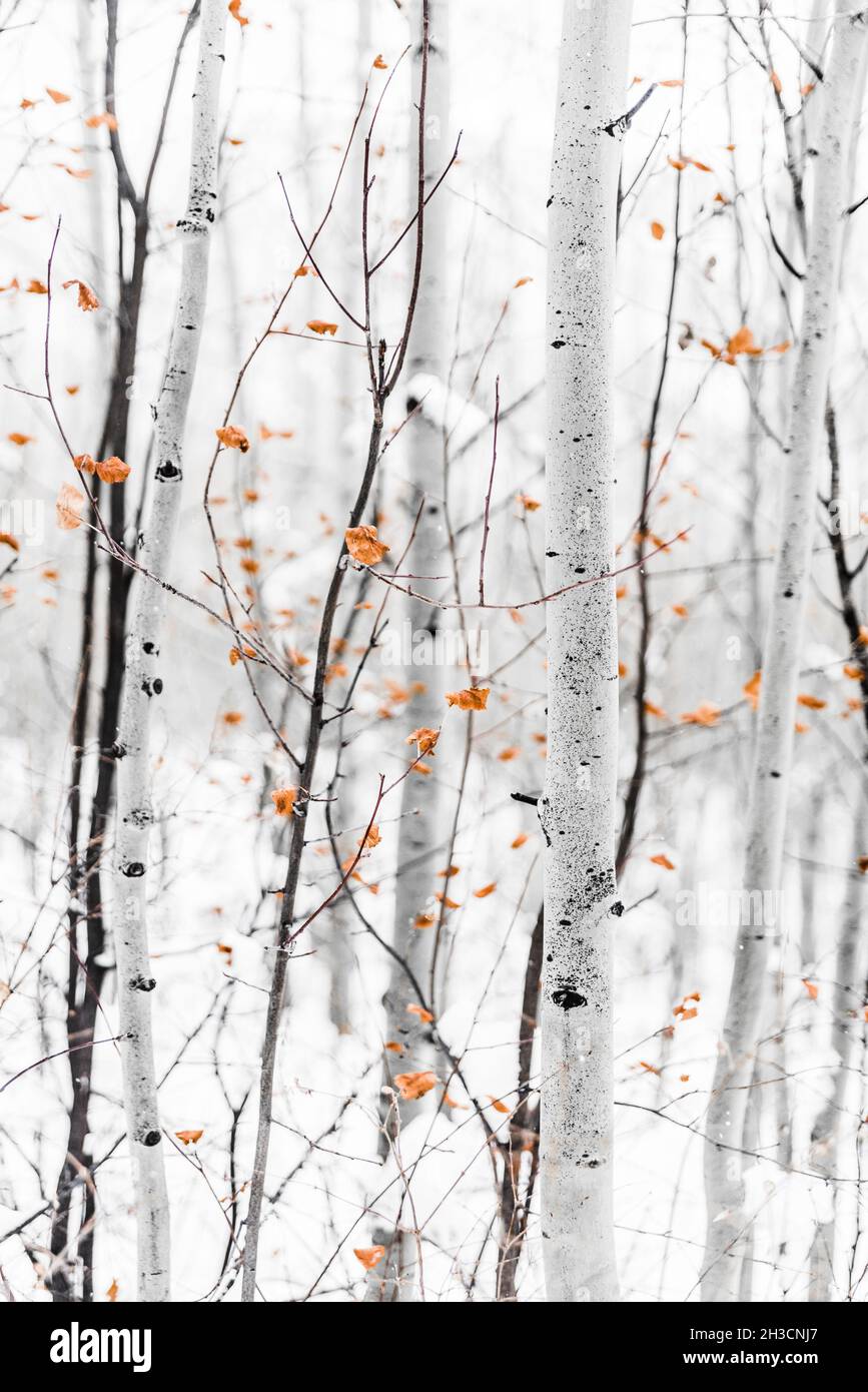 Winter Views in Vail, Colorado Stock Photo - Alamy