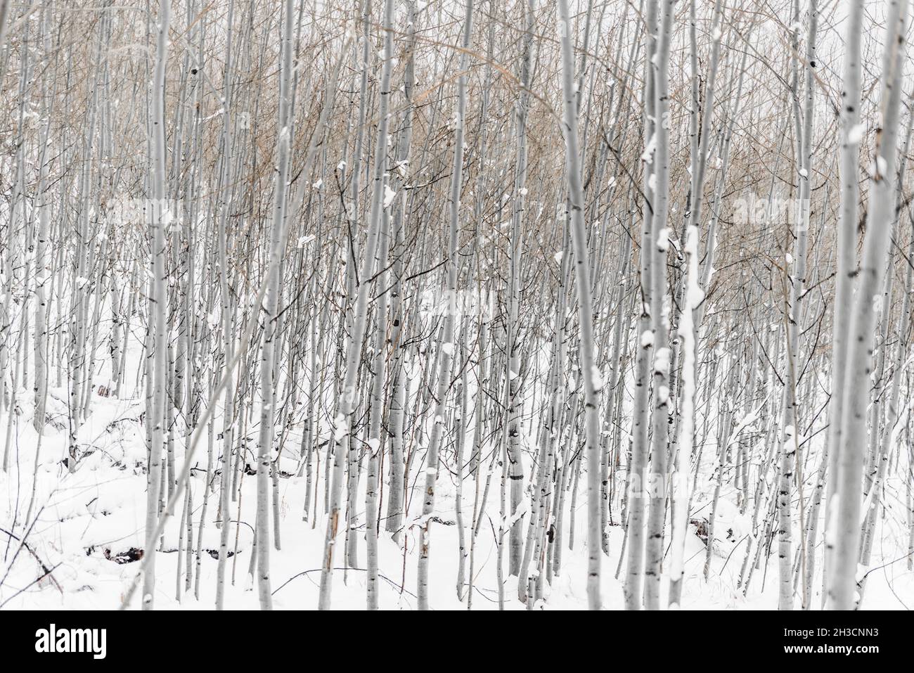 Winter Views in Vail, Colorado Stock Photo - Alamy