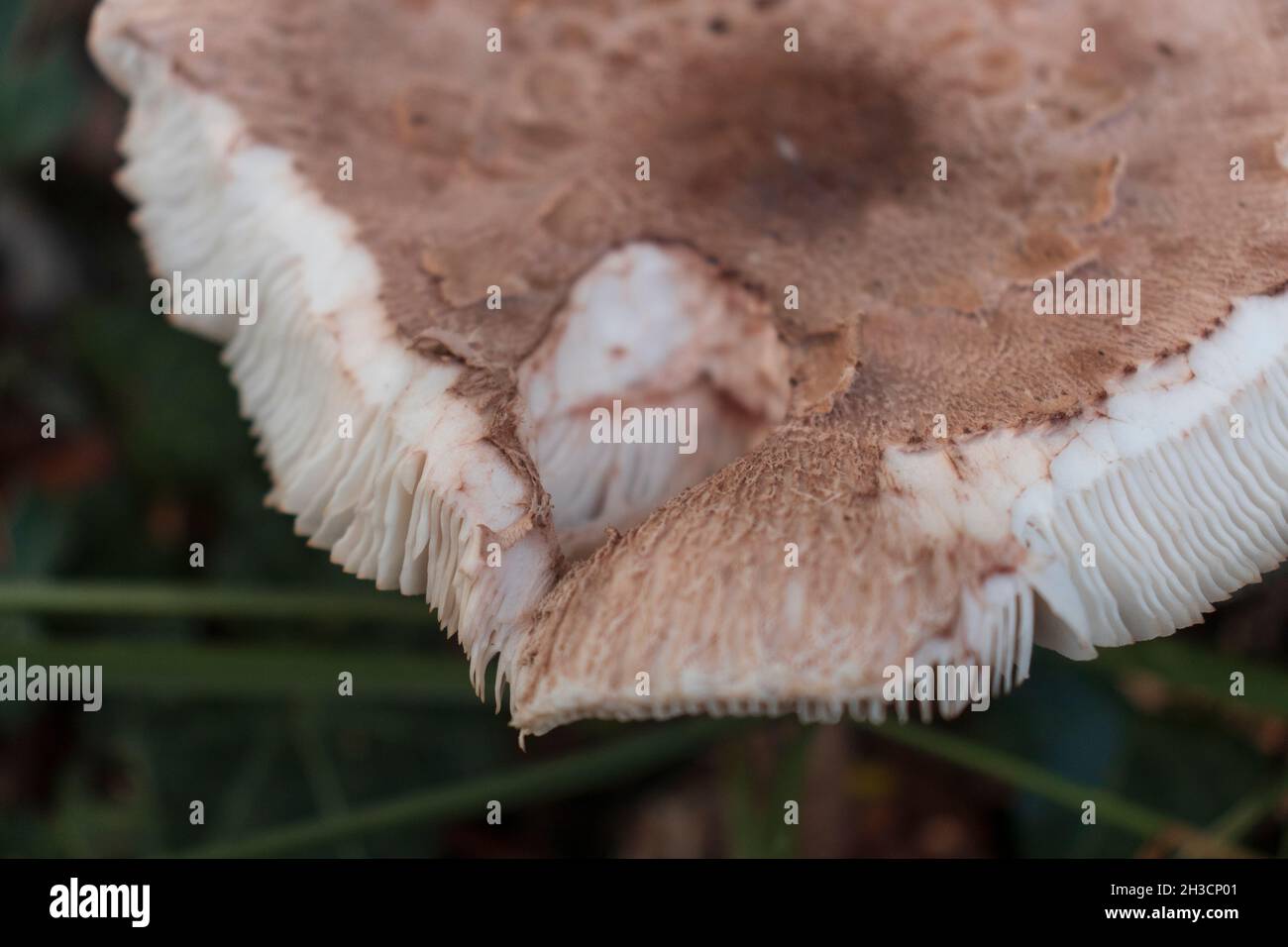 A rotten Parasol mushroom (Macrolepiota procera) on a field. Aging ...