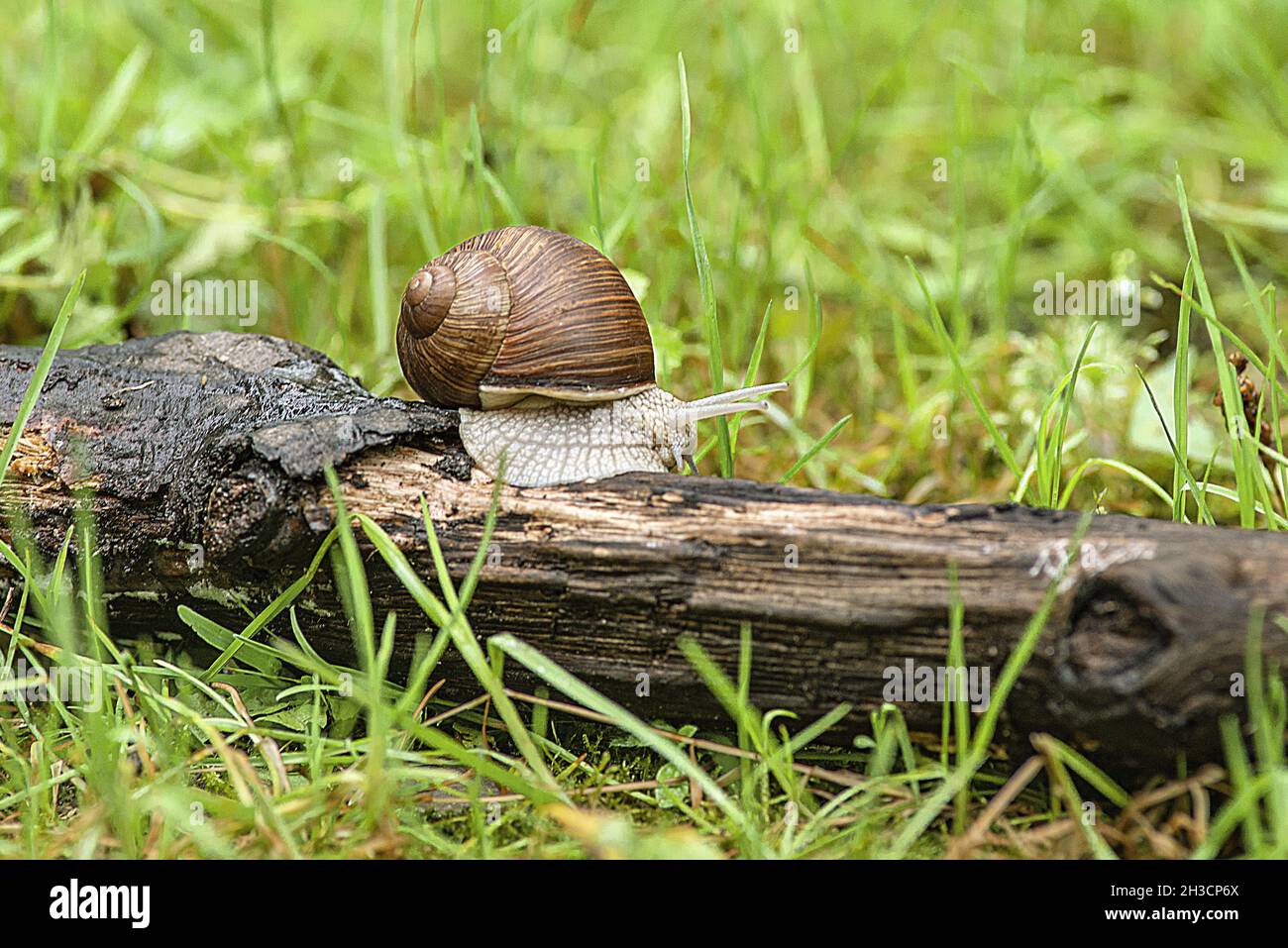 Closeup shot of a snail on a log in a forest Stock Photo - Alamy