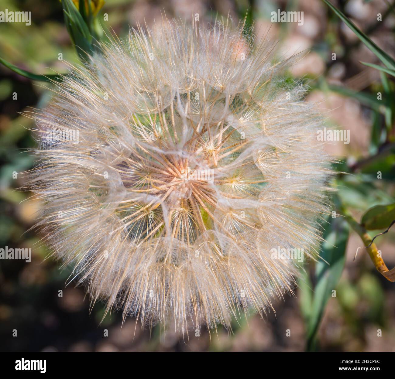 White dandelion seeds hi-res stock photography and images - Alamy