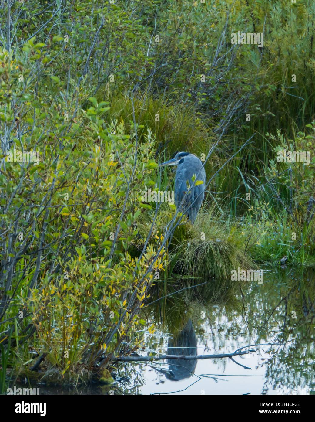 Great Blue Heron standing in swampy marsh Stock Photo - Alamy