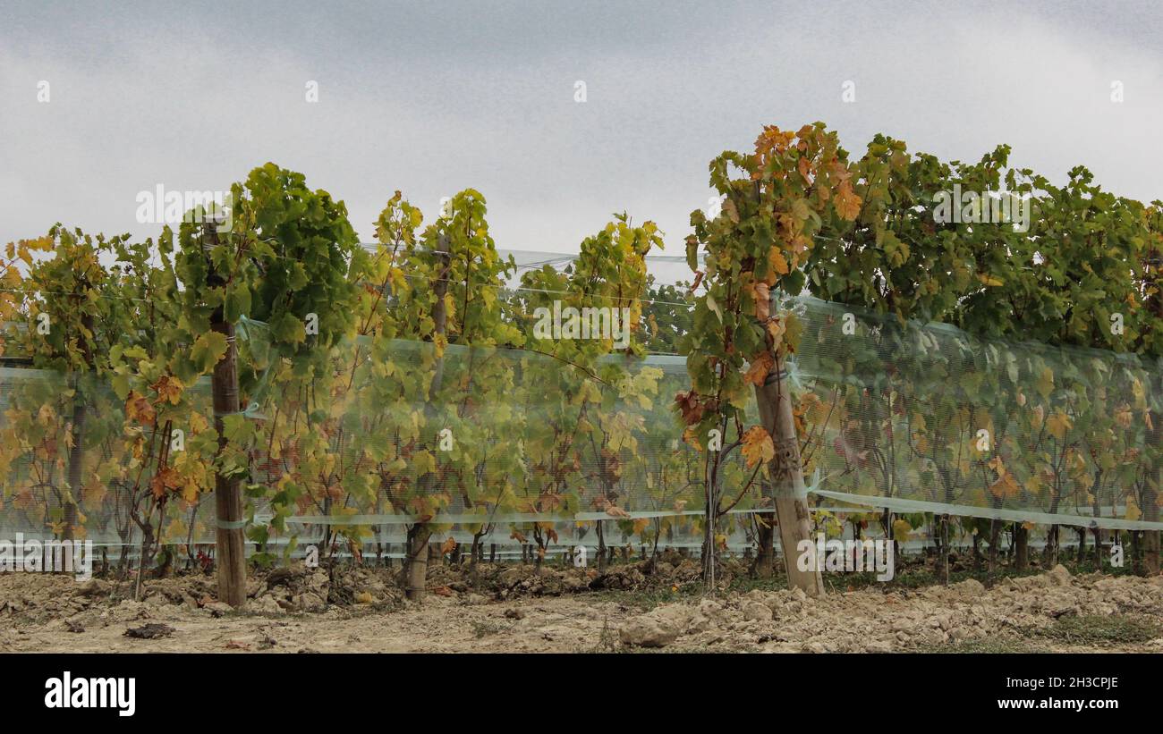 Netted vines at the top of a slope in Barolo Stock Photo - Alamy