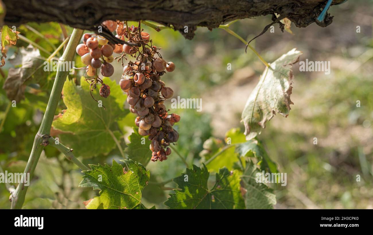 Shrivelled raison like white grapes in the vineyard Stock Photo - Alamy