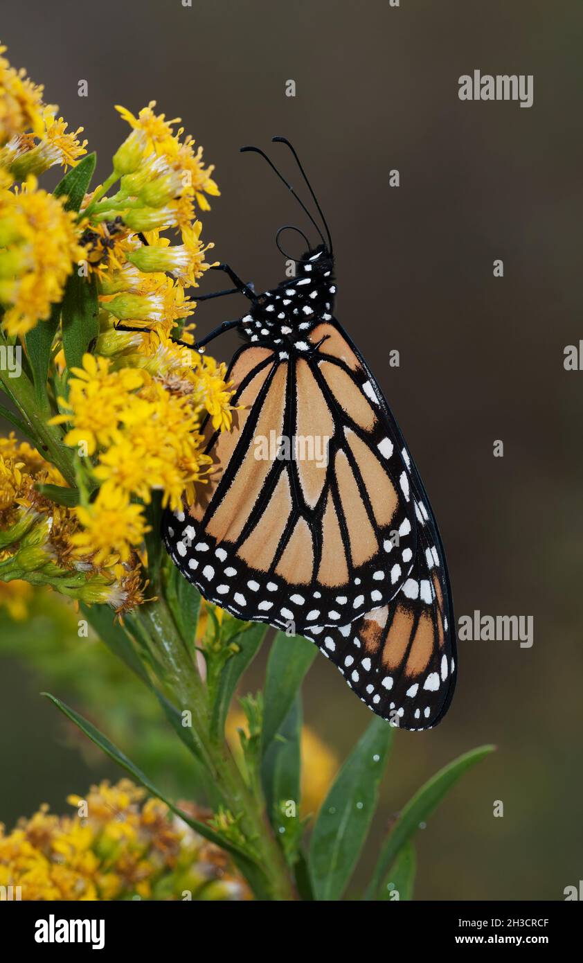 Monarch butterfly during fall migration Stock Photo - Alamy