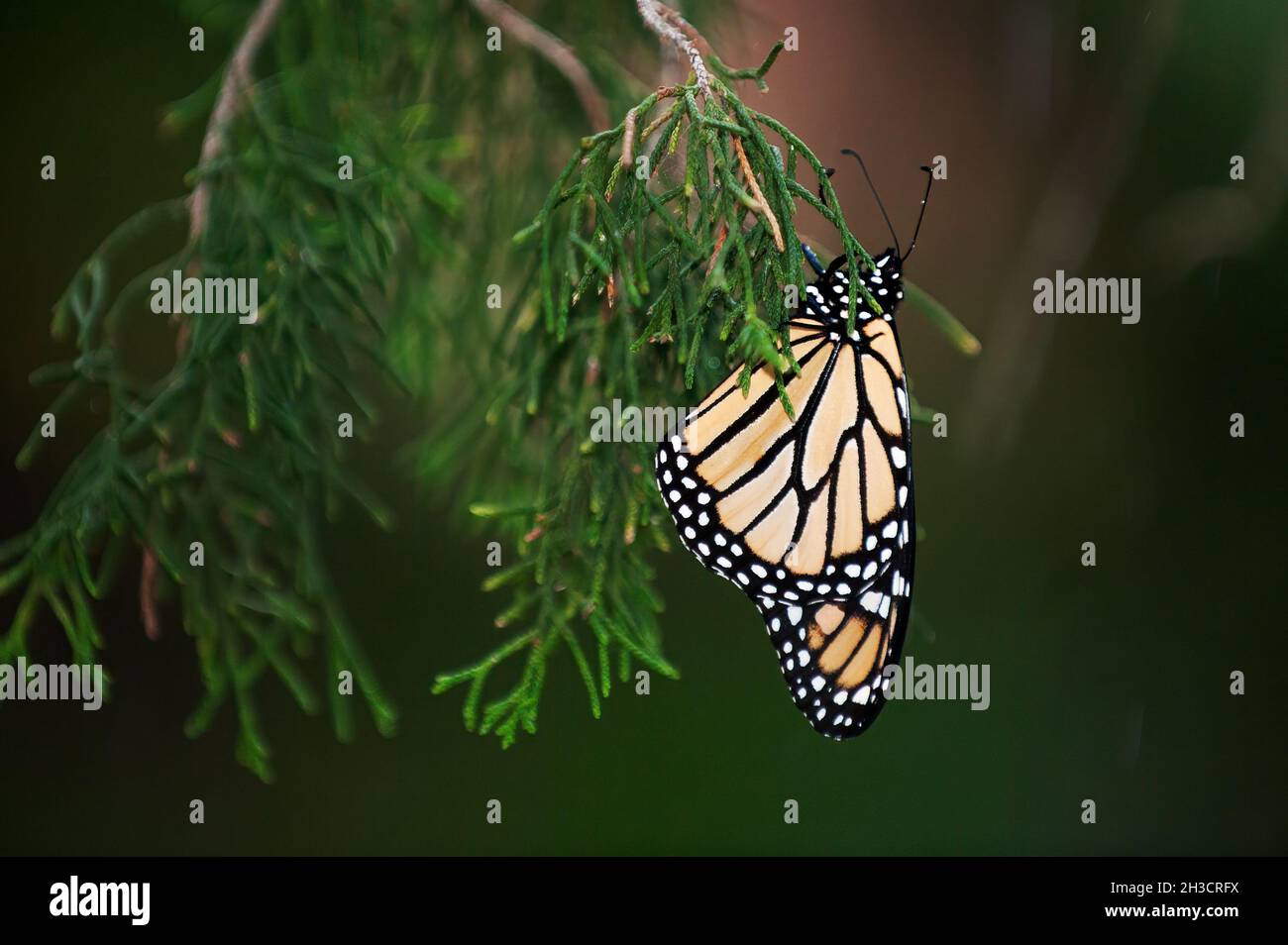 Monarch butterfly during fall migration Stock Photo - Alamy