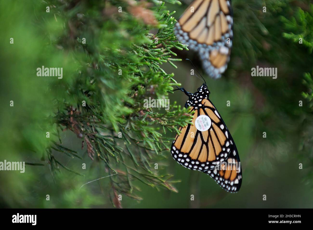 Studying monarchs hi-res stock photography and images - Alamy