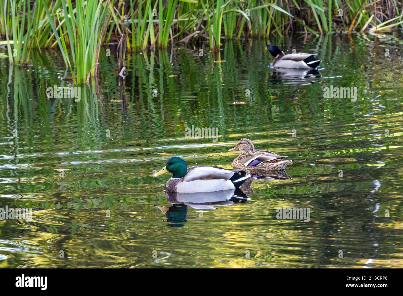 Maisemore park hi-res stock photography and images - Alamy