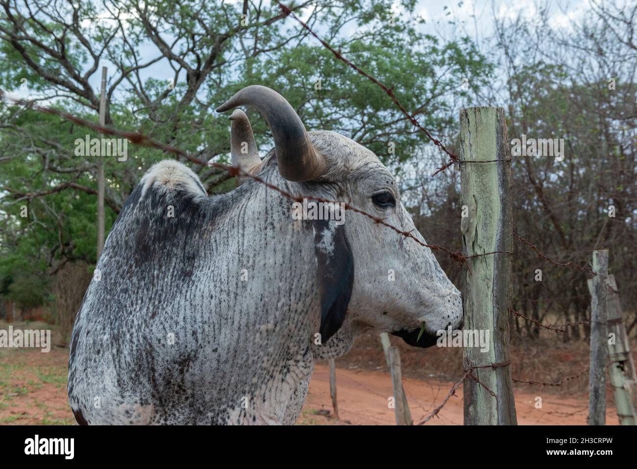 Close up of a horned steer of the Gir breed of white and black ...
