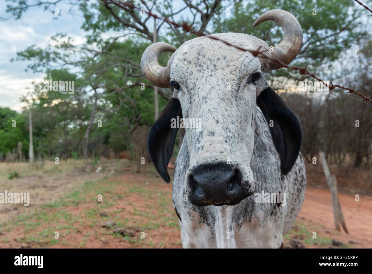 Close up of a horned steer of the Gir breed of white and black ...