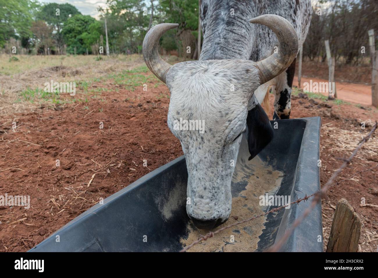 Close up of a Gyr bull eating in a feeder near a barbed wire fence in a ...