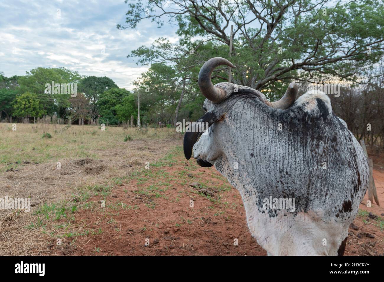 Gir bull hi-res stock photography and images - Alamy