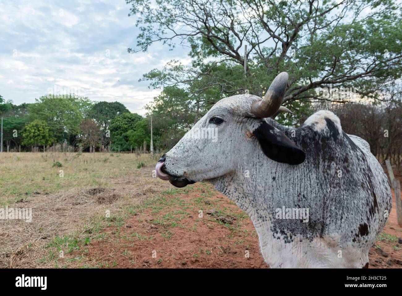 Close up of Ox Gir on farm in countryside. the Gir breed is used ...
