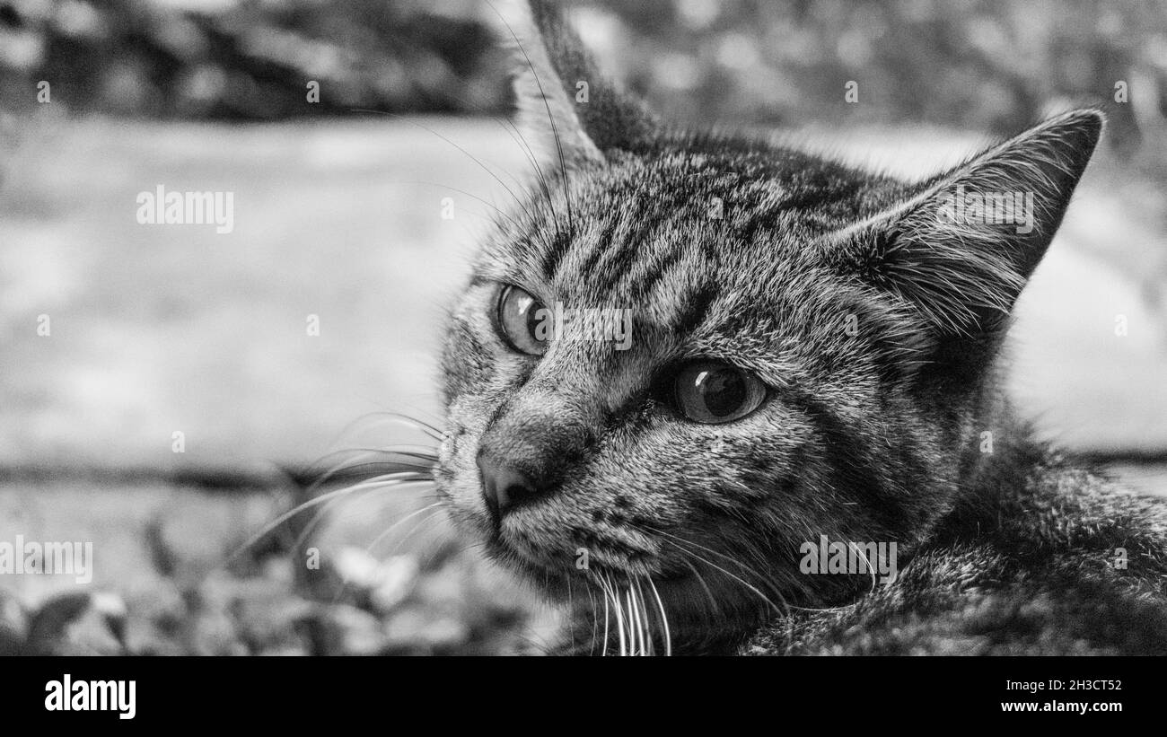Cat in tabby color Black and White Stock Photos & Images - Alamy