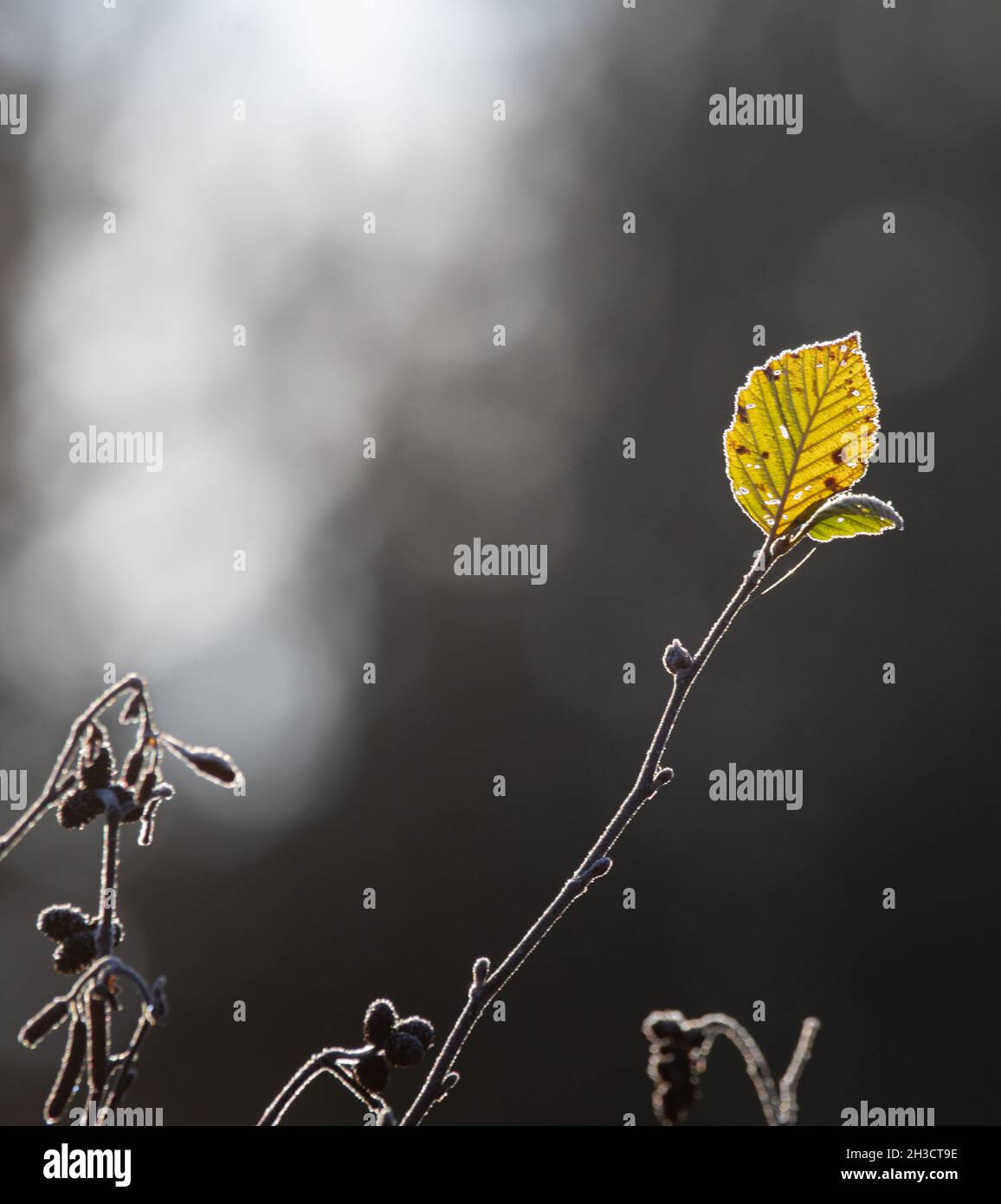 Leaf left on hi-res stock photography and images - Alamy