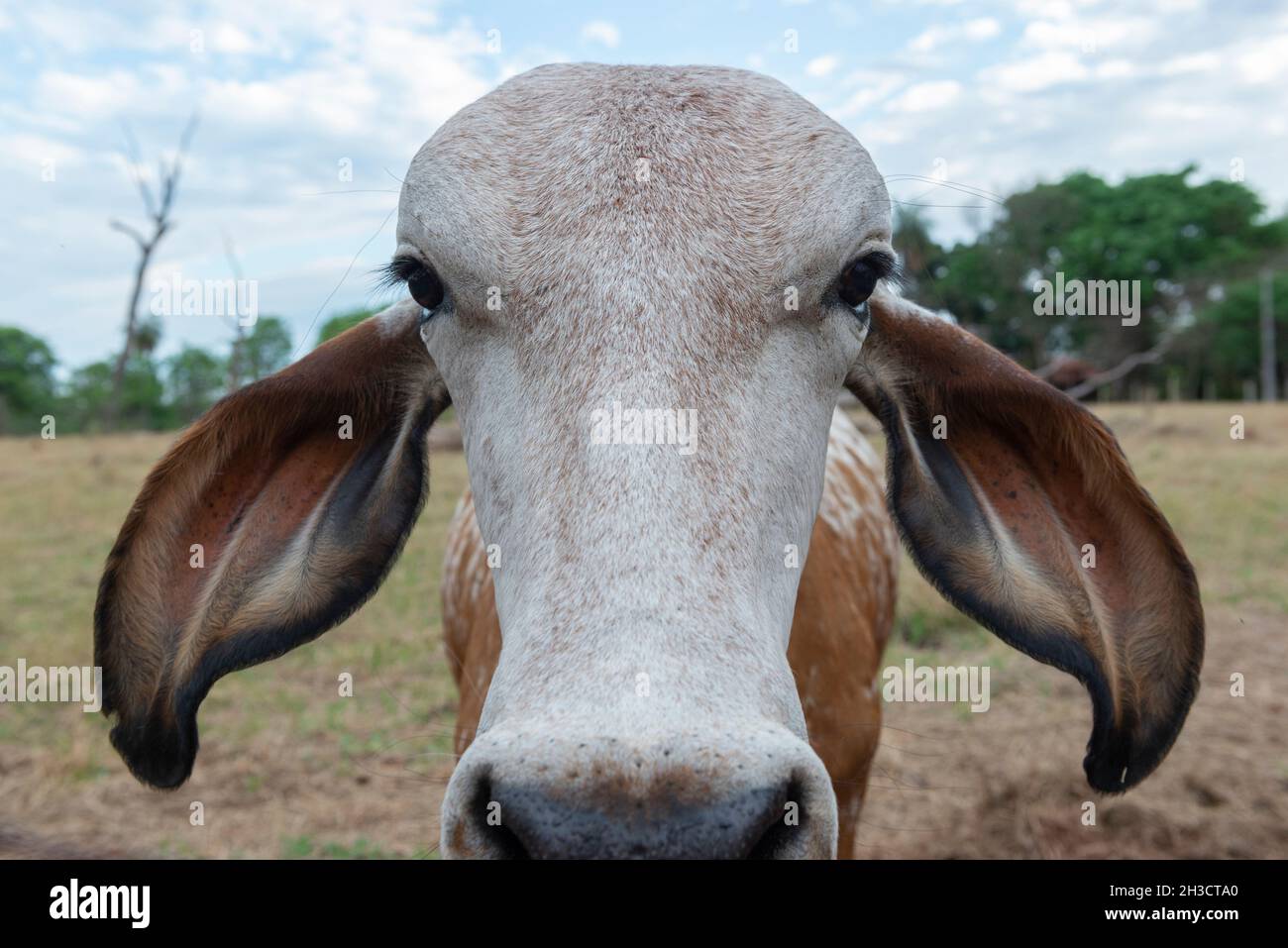 Close up head of gir cattle on pasture. Curious cow of Indian origin in ...