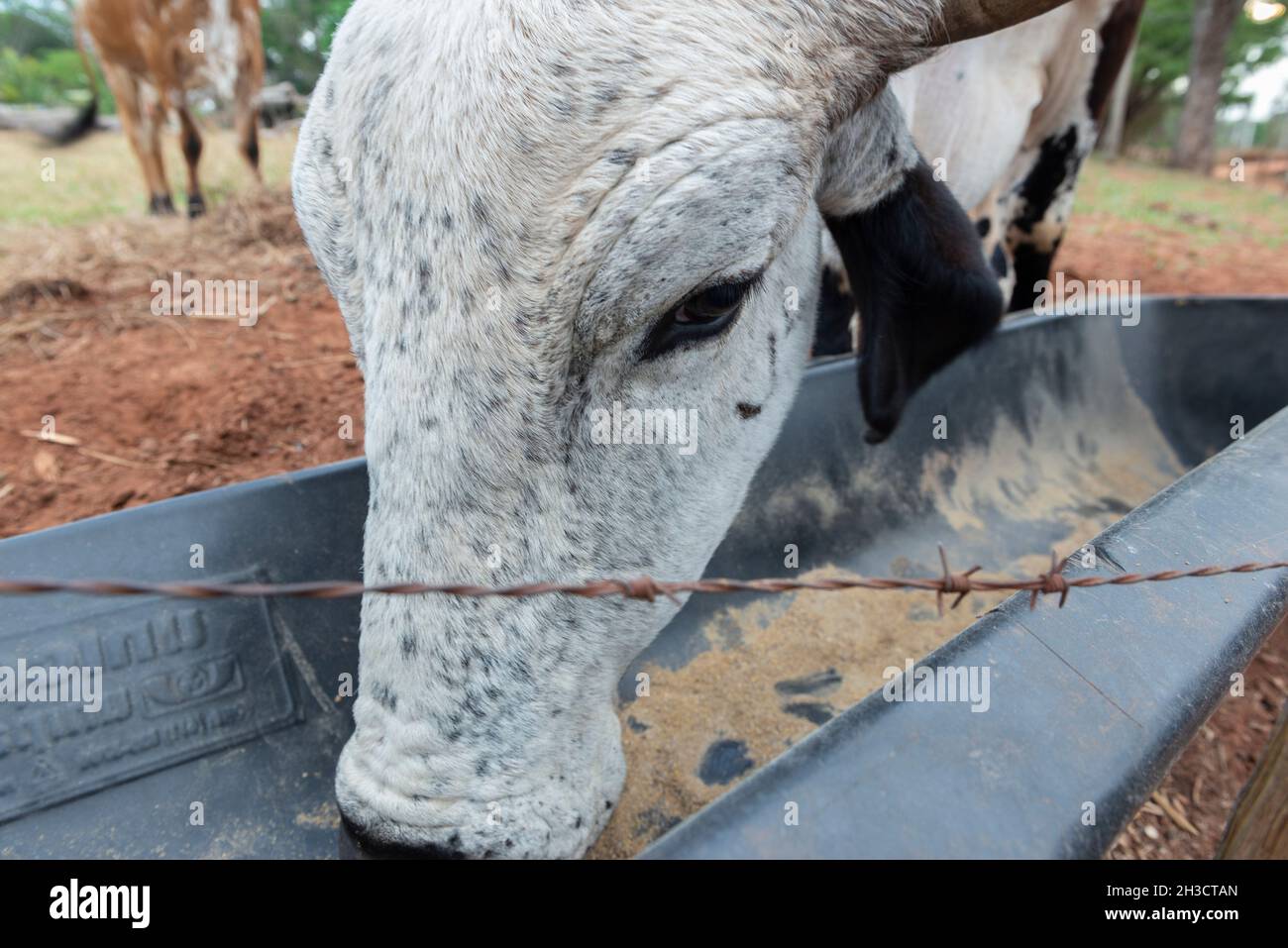 Close up of a Gyr bull eating in a feeder near a barbed wire fence in a ...