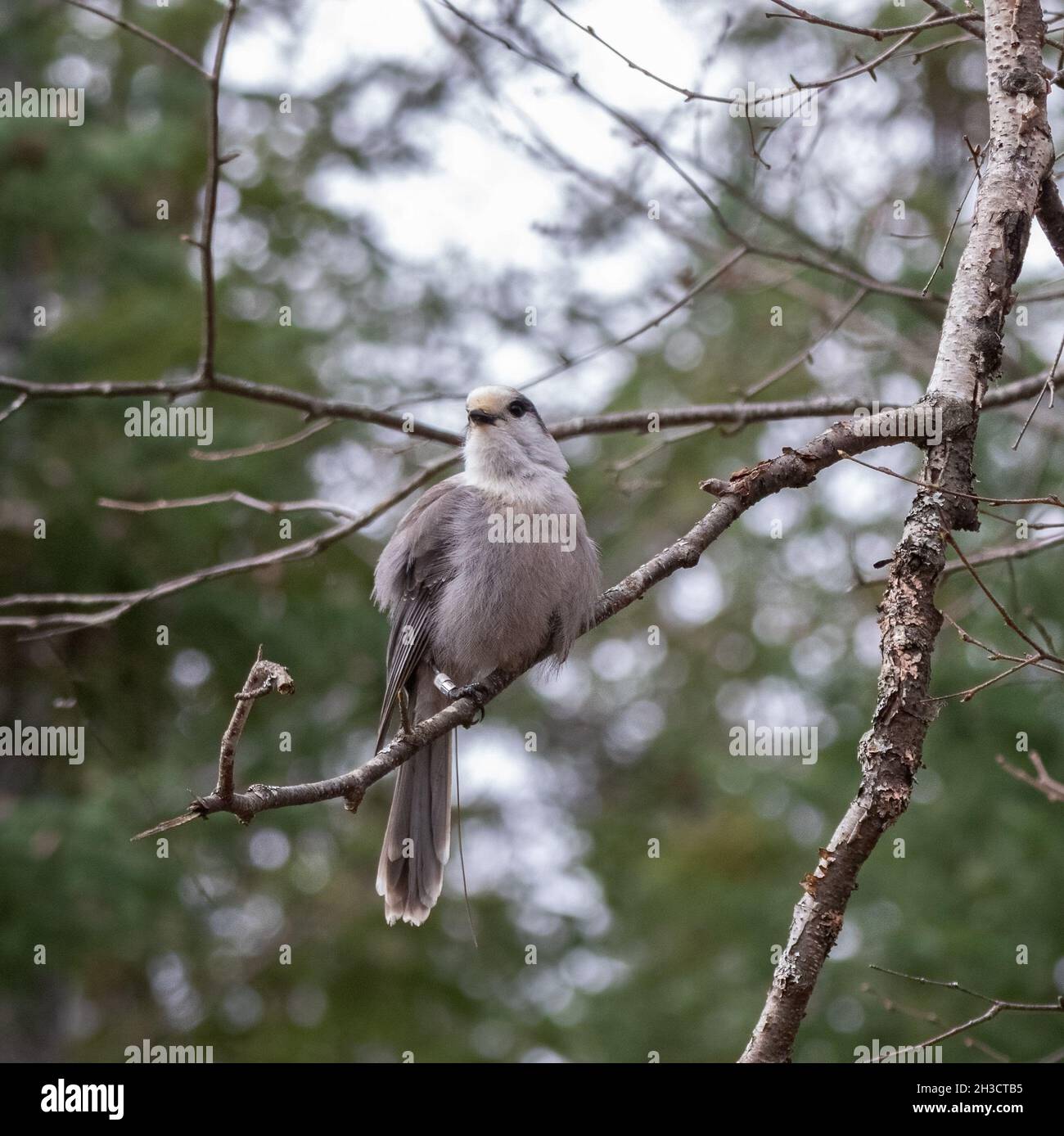 A Canada Grey Jay perched on a branch in an mixed boreal forest Stock ...