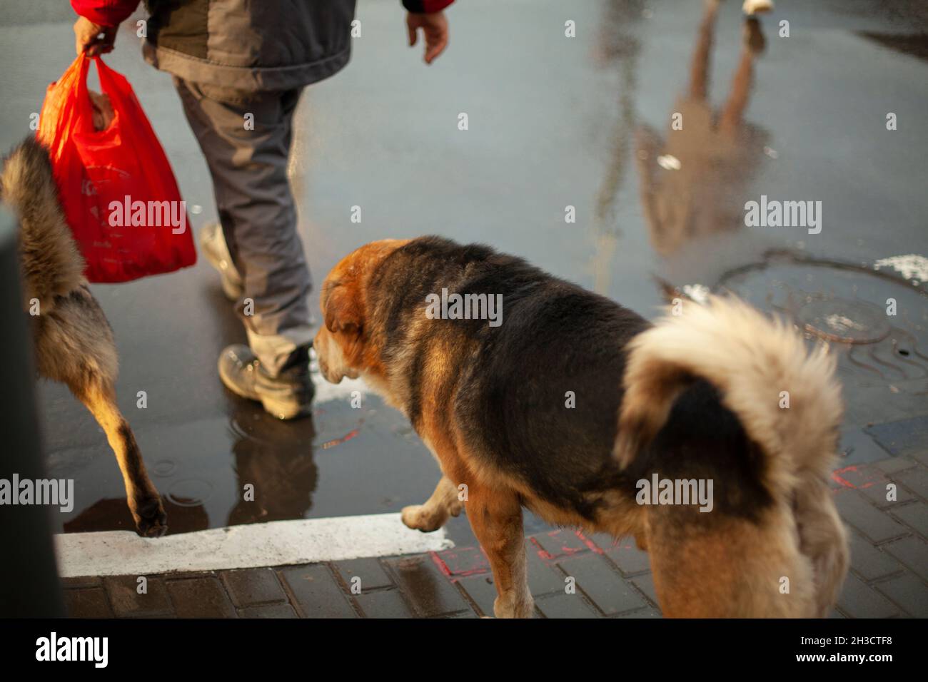 A stray dog follows a man with a bag. Street dog. An old animal on the ...