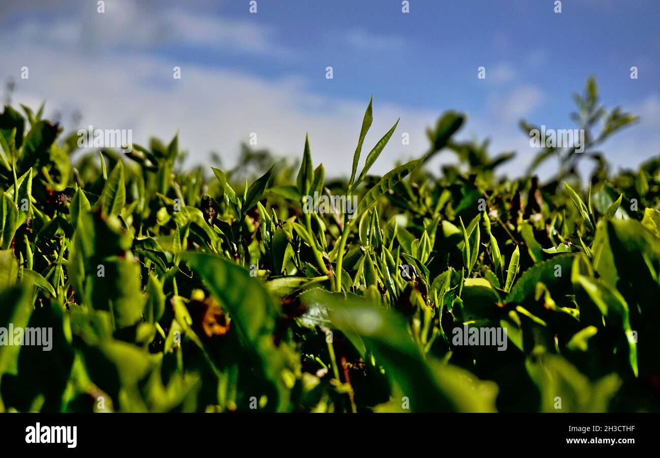 Bandung tea plantation hi-res stock photography and images - Alamy