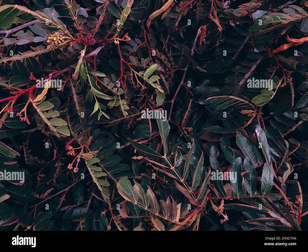 Pacay tree hi-res stock photography and images - Alamy