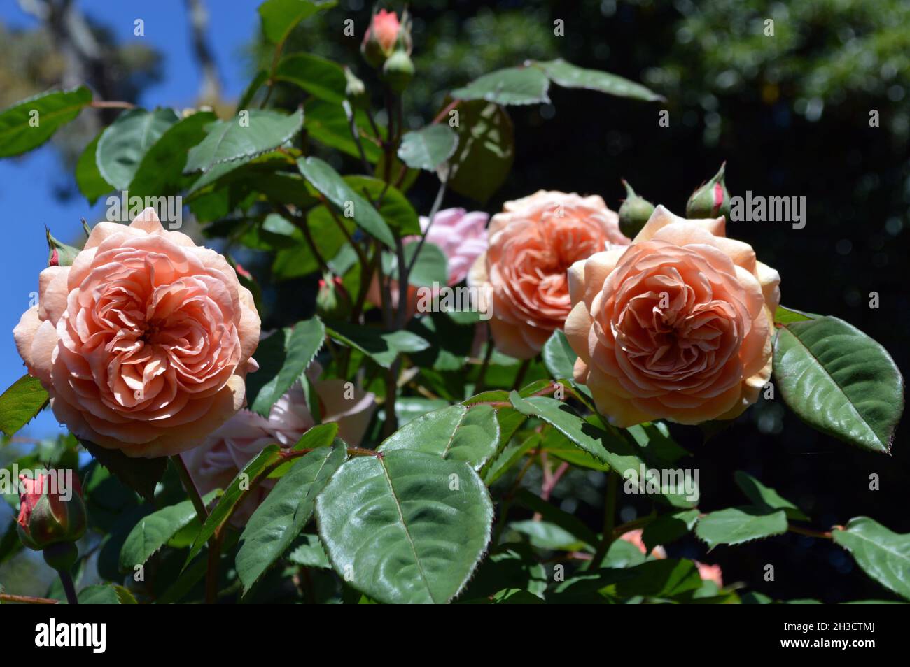 Blue sky blooms hi-res stock photography and images - Alamy