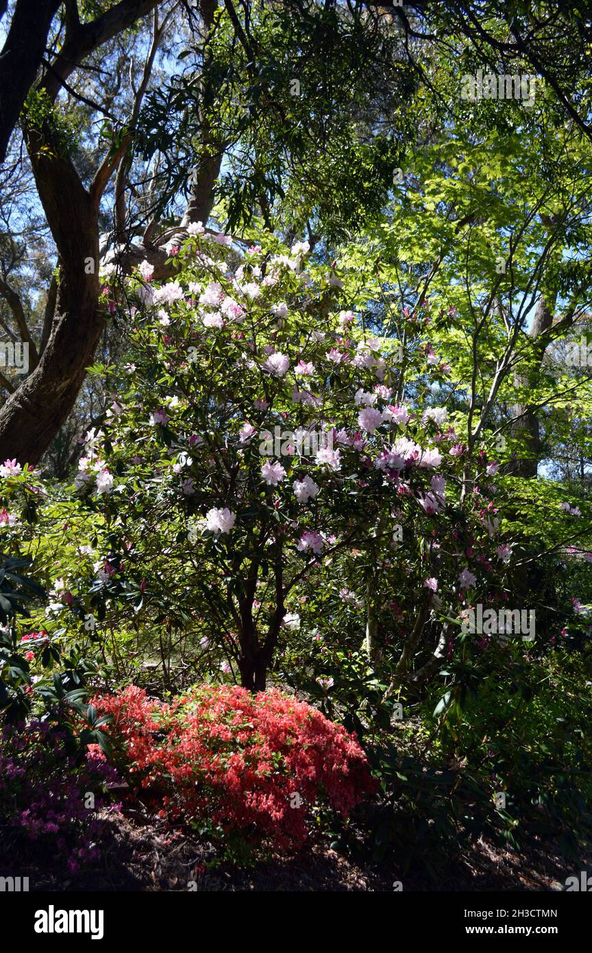 Azaleas and Rhododendrons in the garden Stock Photo - Alamy