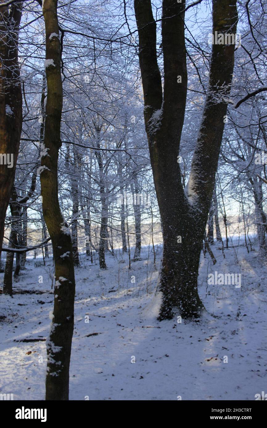 snow fall in the woods Stock Photo - Alamy