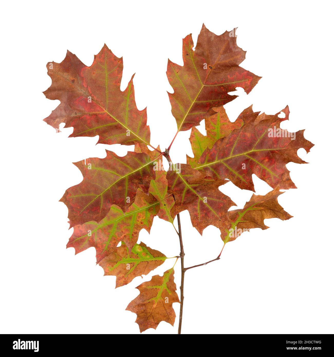 Northern red oak is the most popular hardwood in the US. The foliage on ...