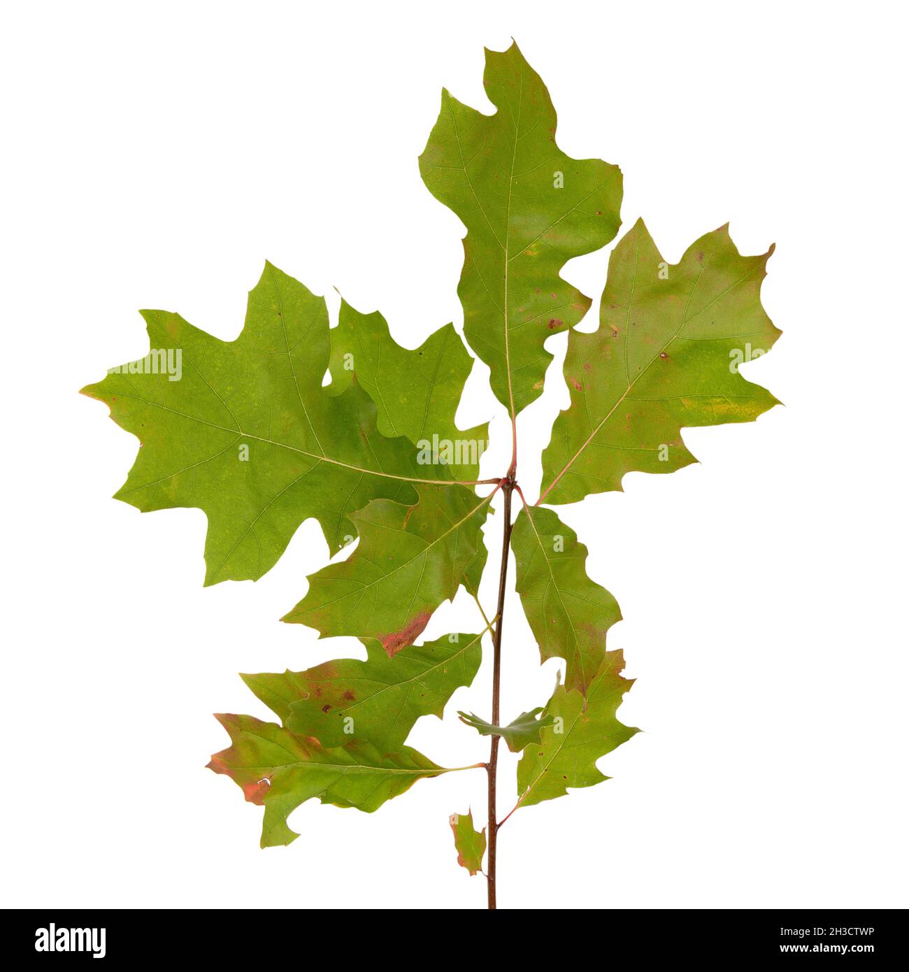 Hardwood Trees Leaves